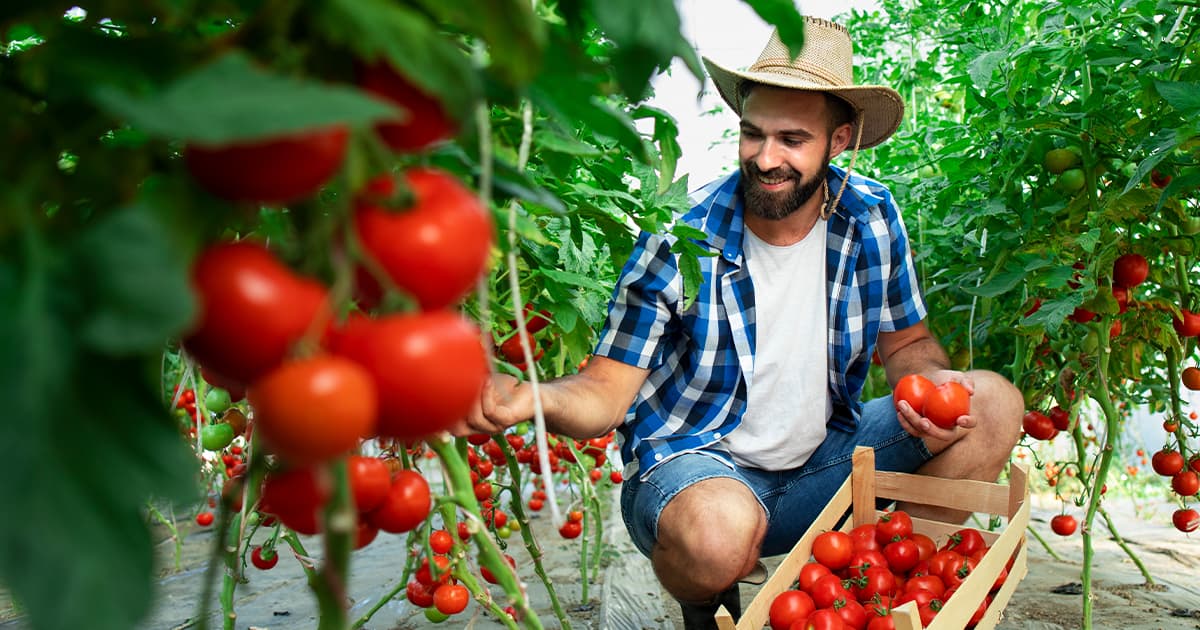 How to Import Organic Products From Turkey | GOMAGO